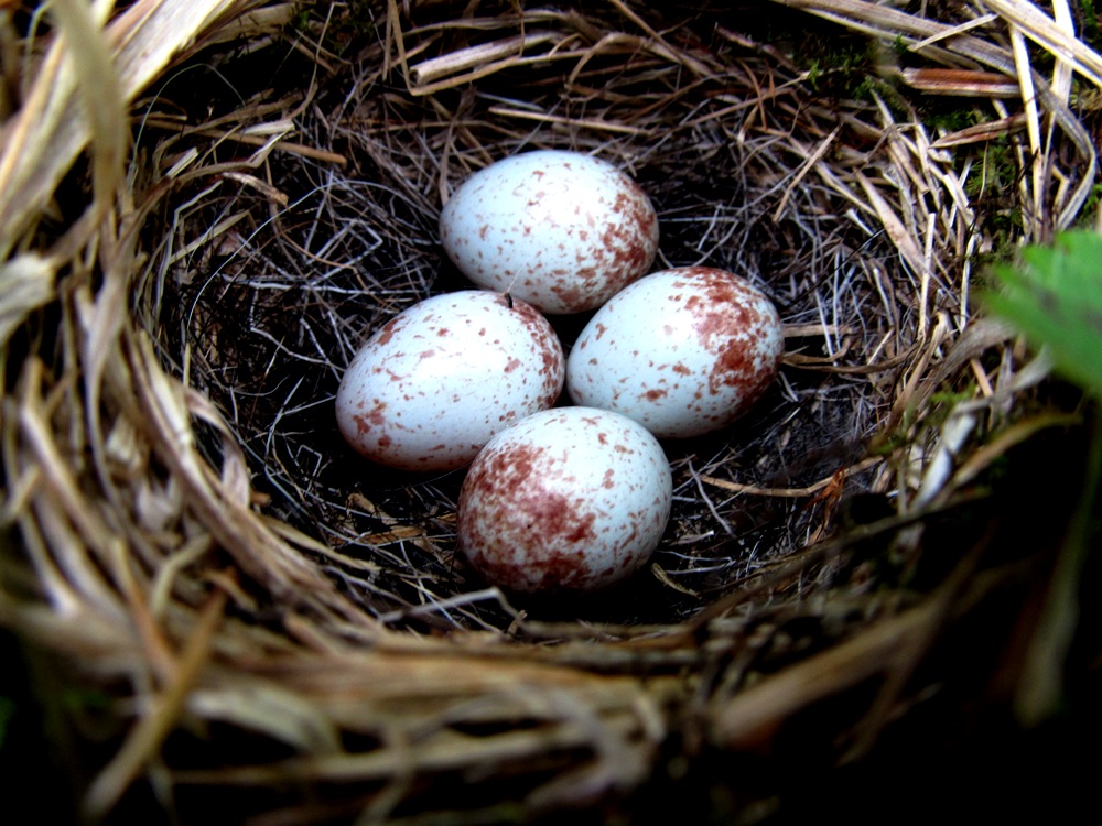 Blue ridge bird observatory