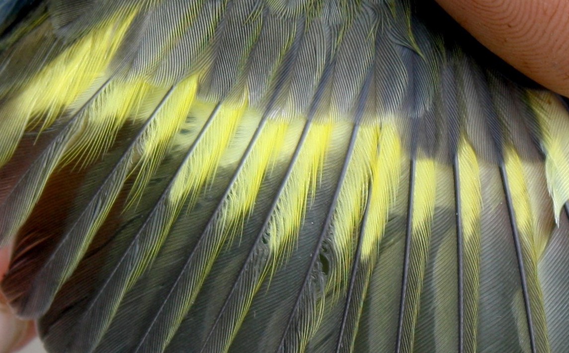 Wandering Warbler Waifs Wow SARR MAPS Vols! | Blue ridge bird observatory